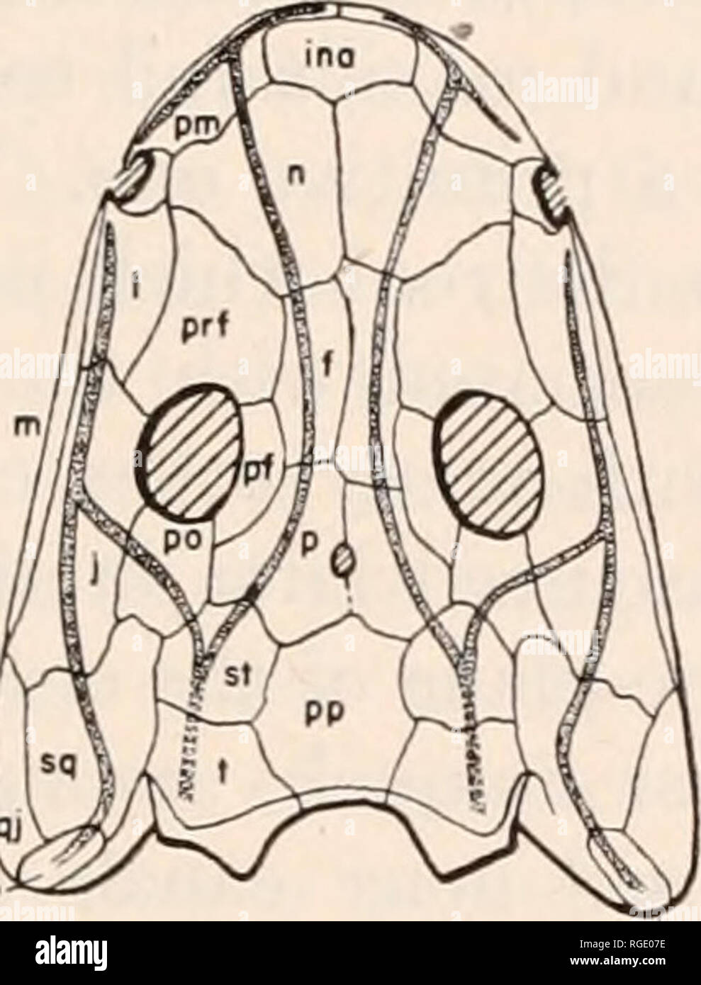 Ichthyostega hi-res stock photography and images - Alamy