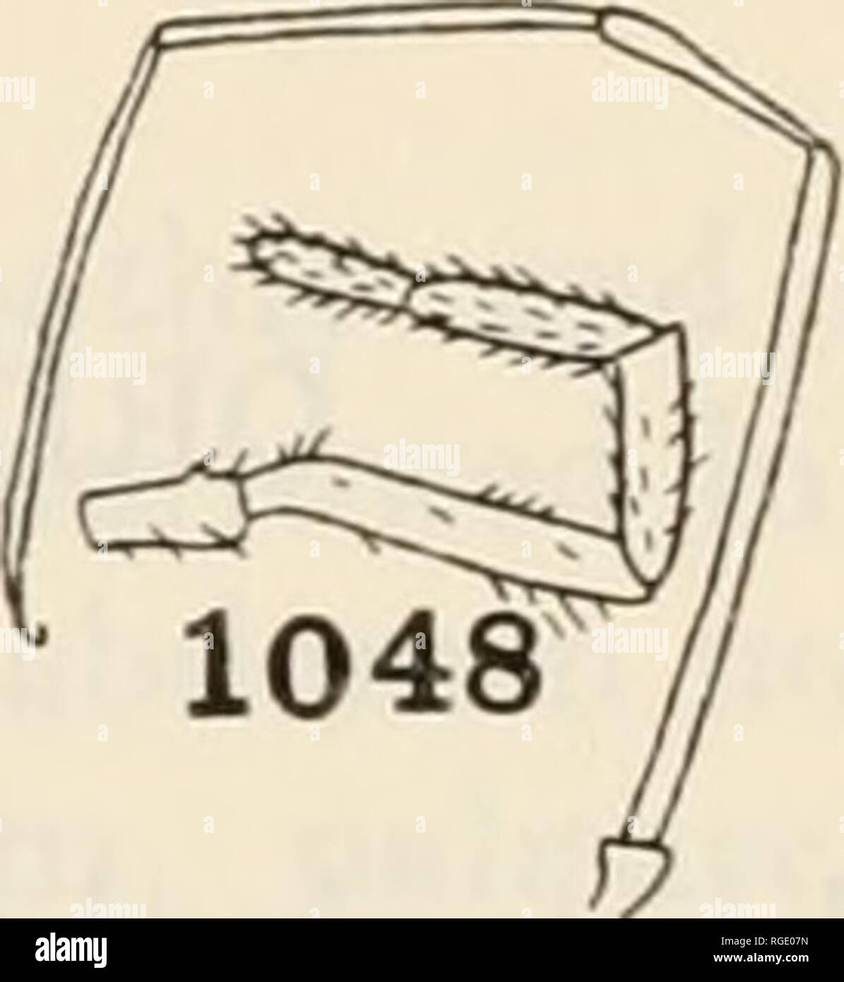 Pedipalpus hi-res stock photography and images - Alamy