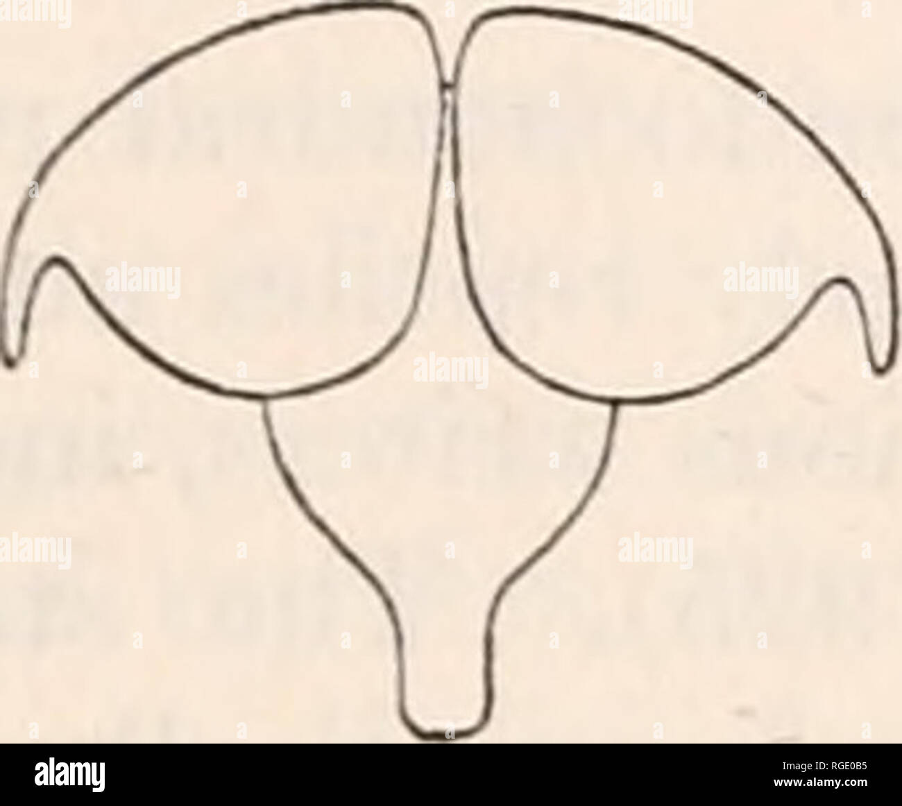 Anthracosaurs High Resolution Stock Photography and Images - Alamy