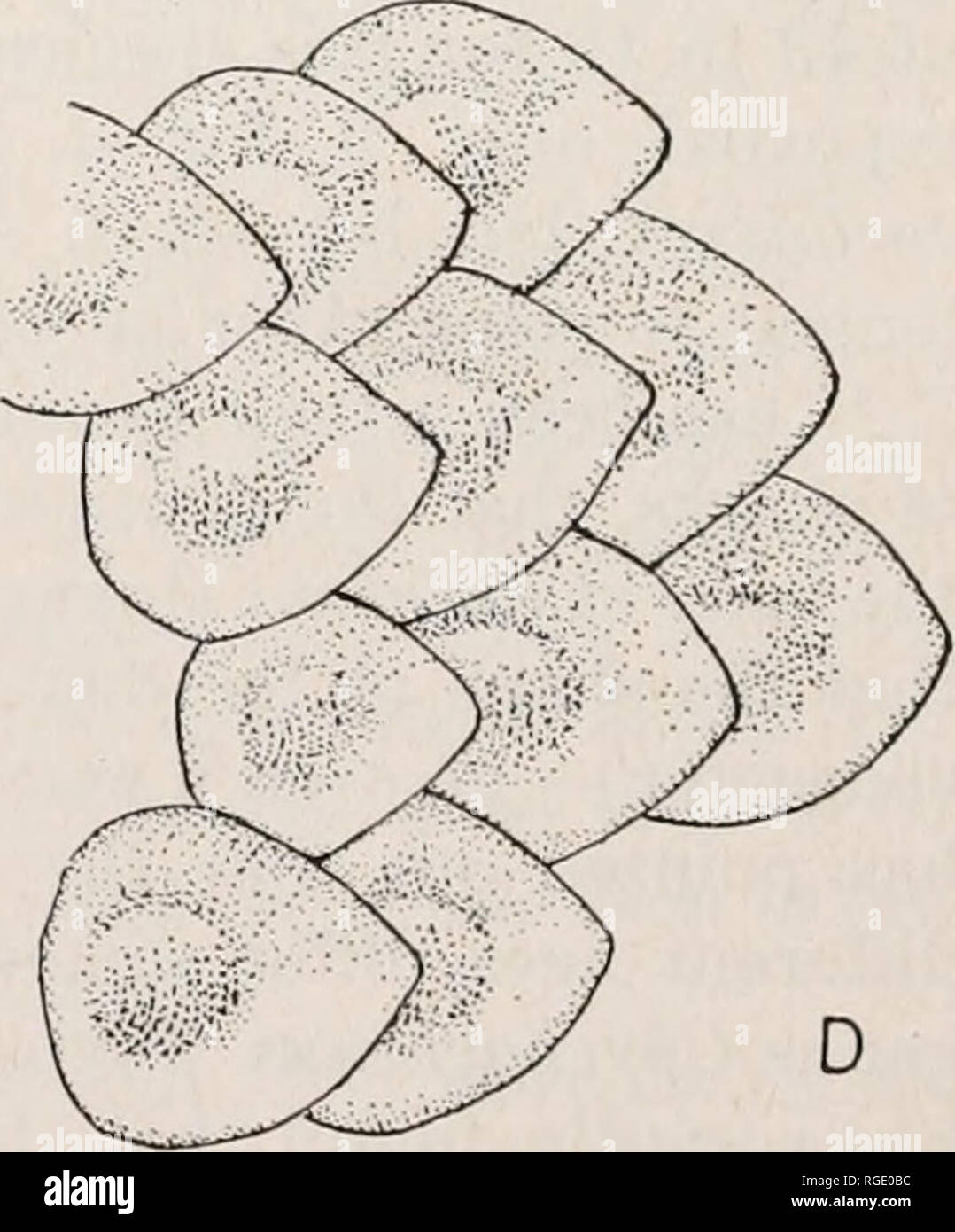 Exposed first dorsal fin hi-res stock photography and images - Alamy