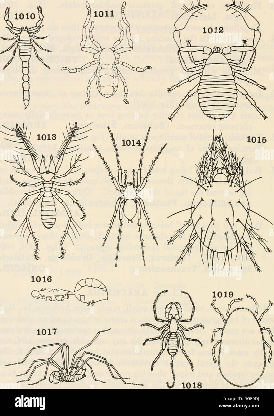 Solpugida hi-res stock photography and images - Alamy