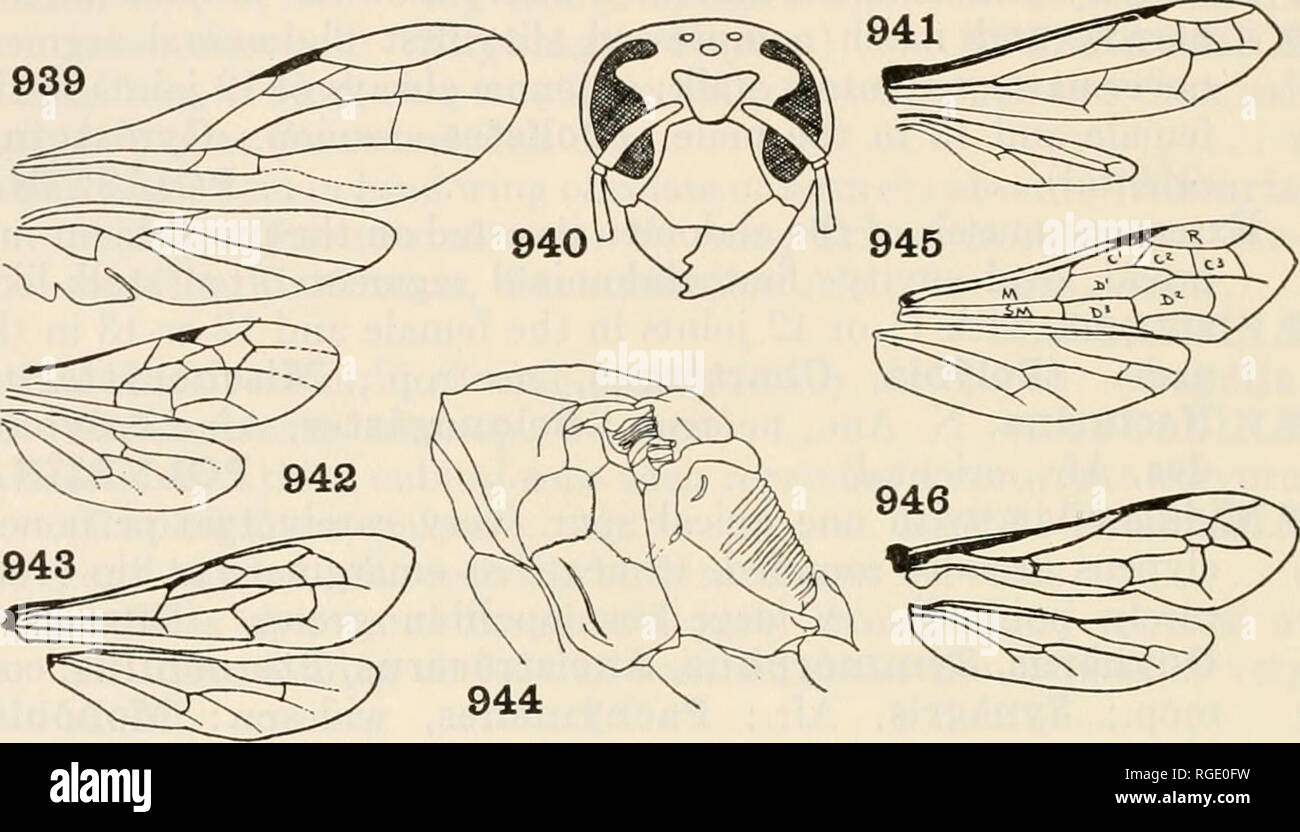Wrinkled wasps hi-res stock photography and images - Alamy
