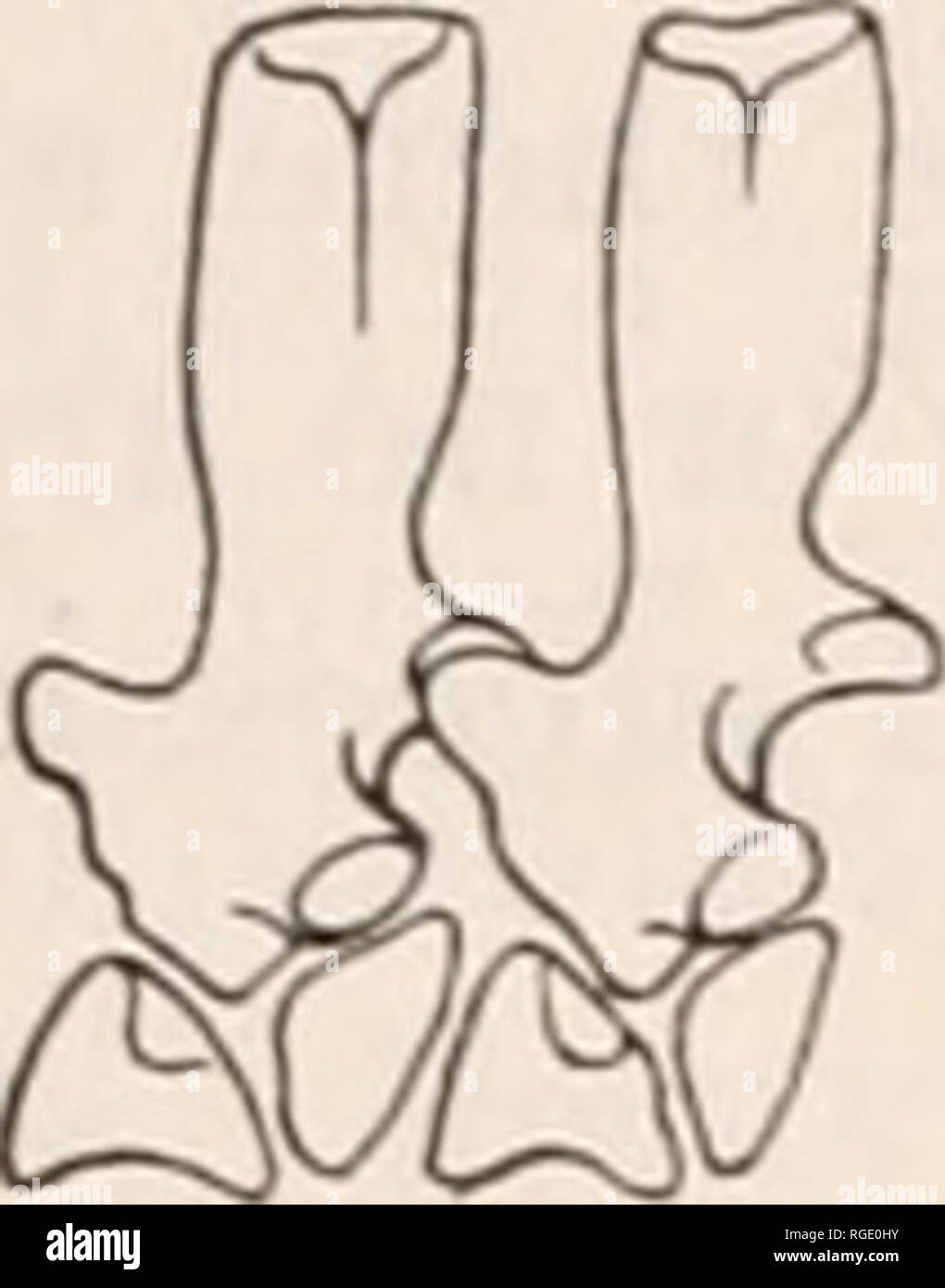 Labyrinthodontia hi-res stock photography and images - Alamy