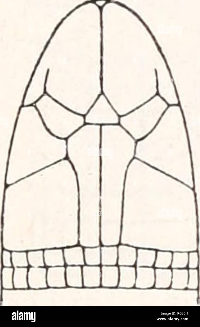 Supraocular scales hi-res stock photography and images - Alamy