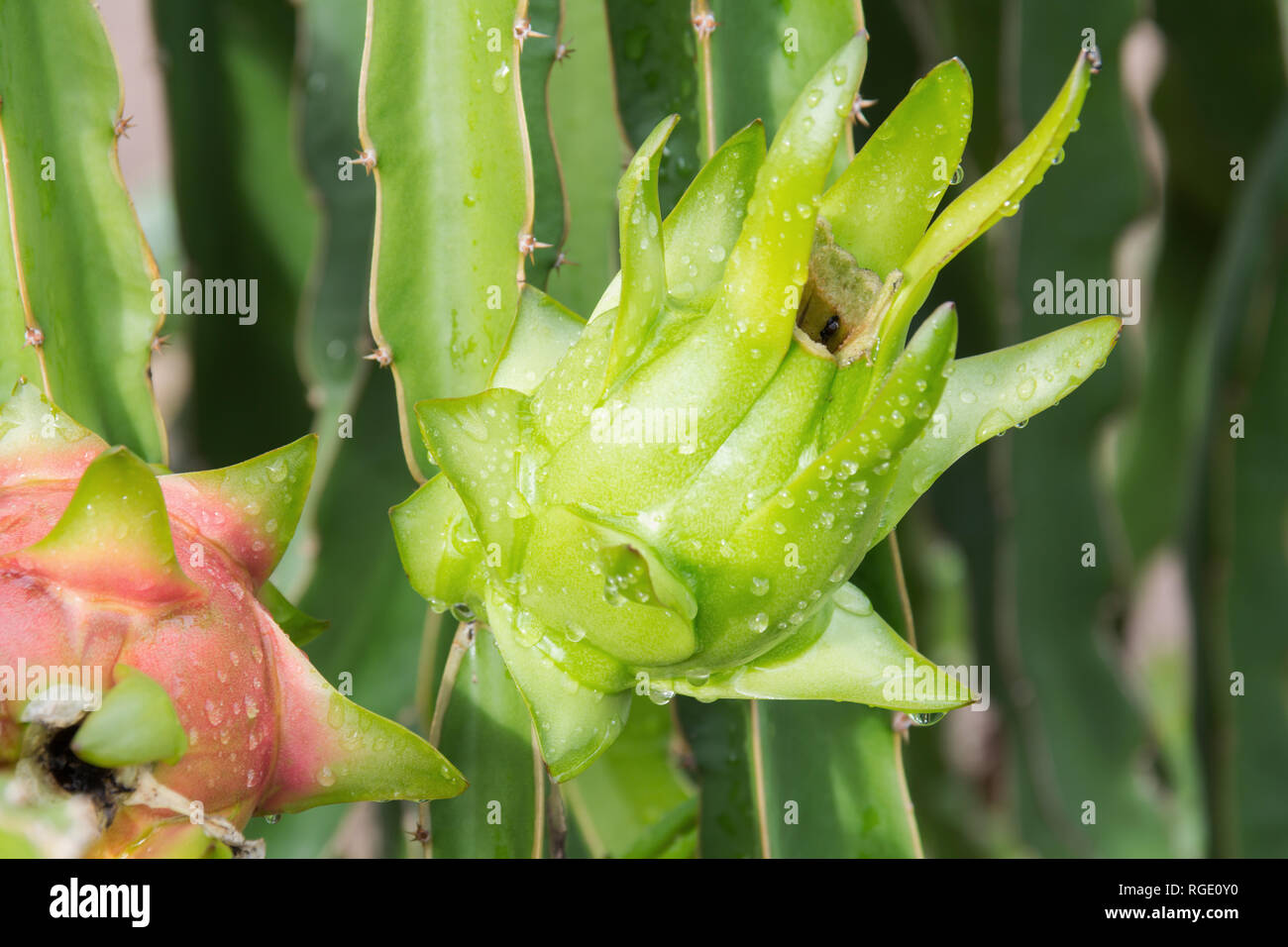 Dragon fruit,Pitaya on tree Stock Photo - Alamy