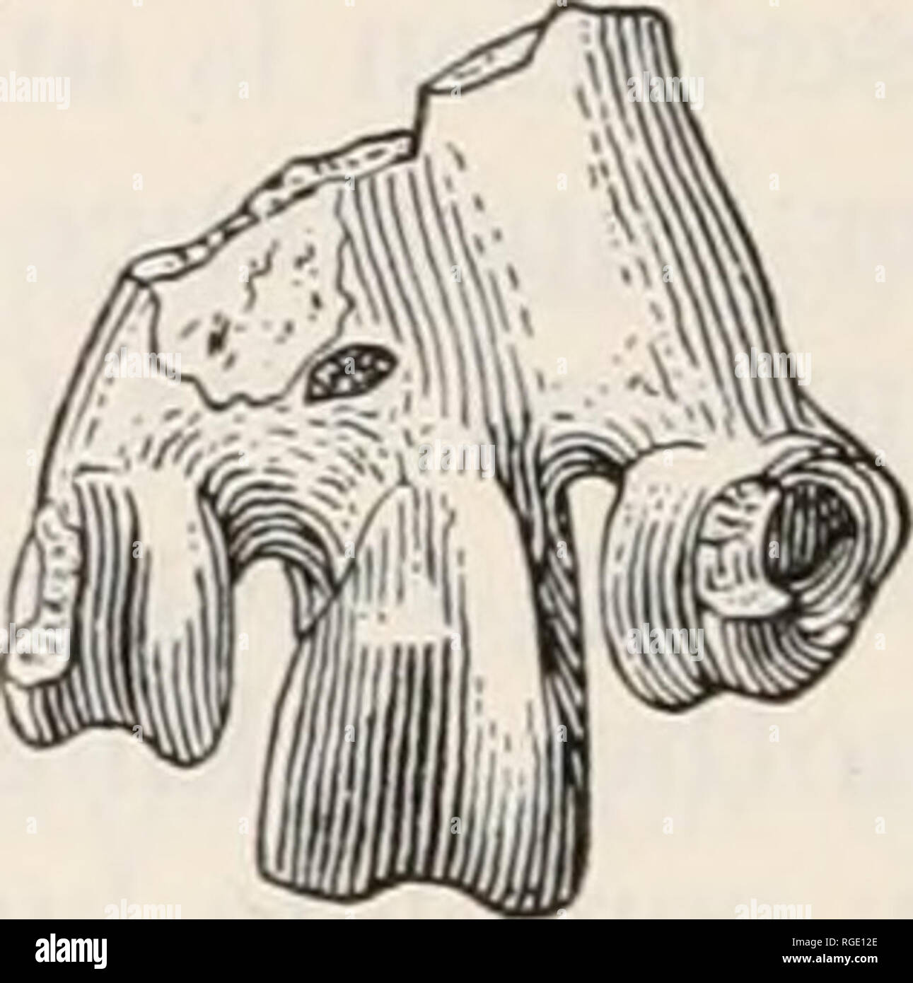 . Bulletin of the Museum of Comparative Zoology at Harvard College ...