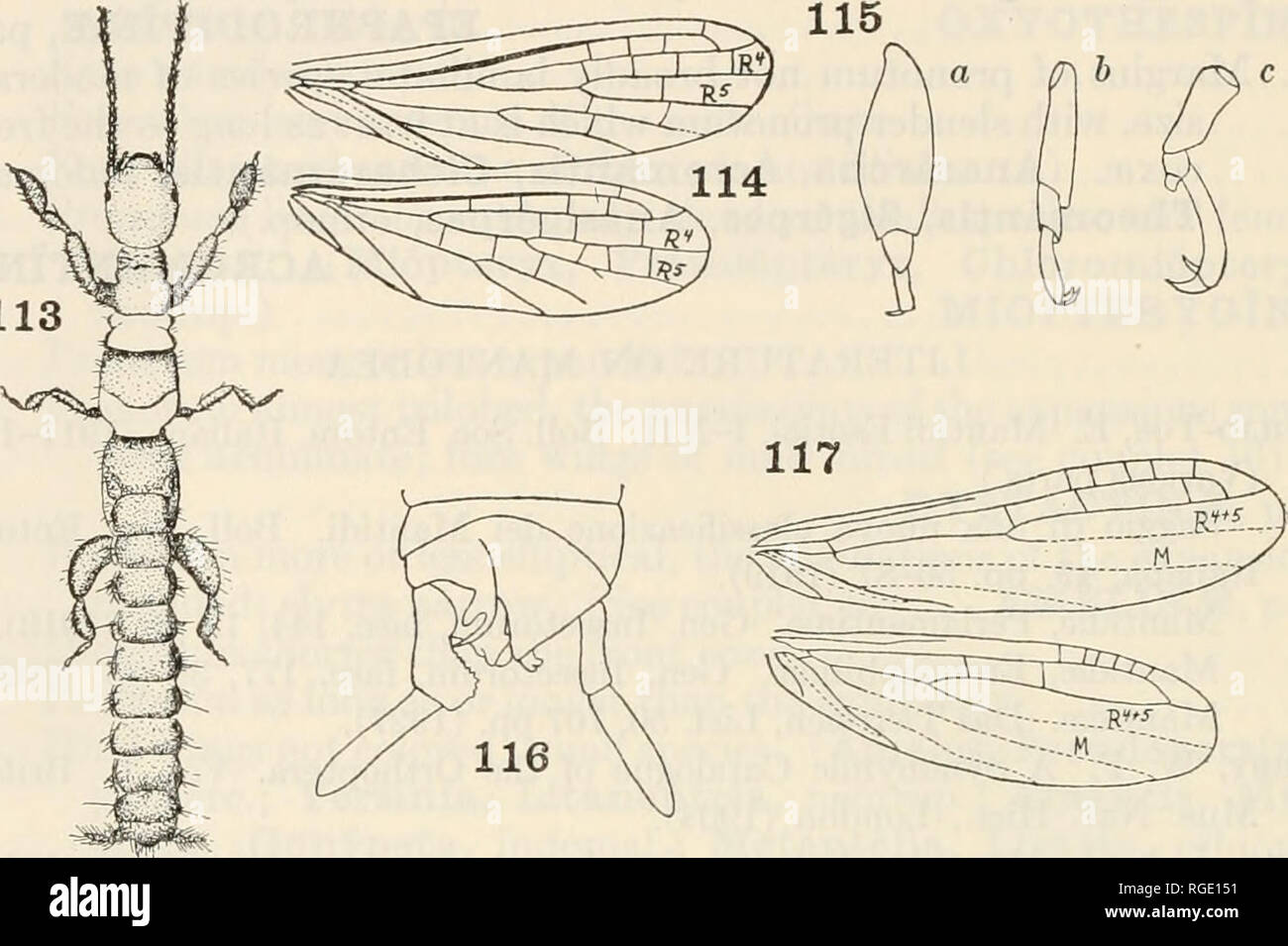Embiodea hi-res stock photography and images - Alamy