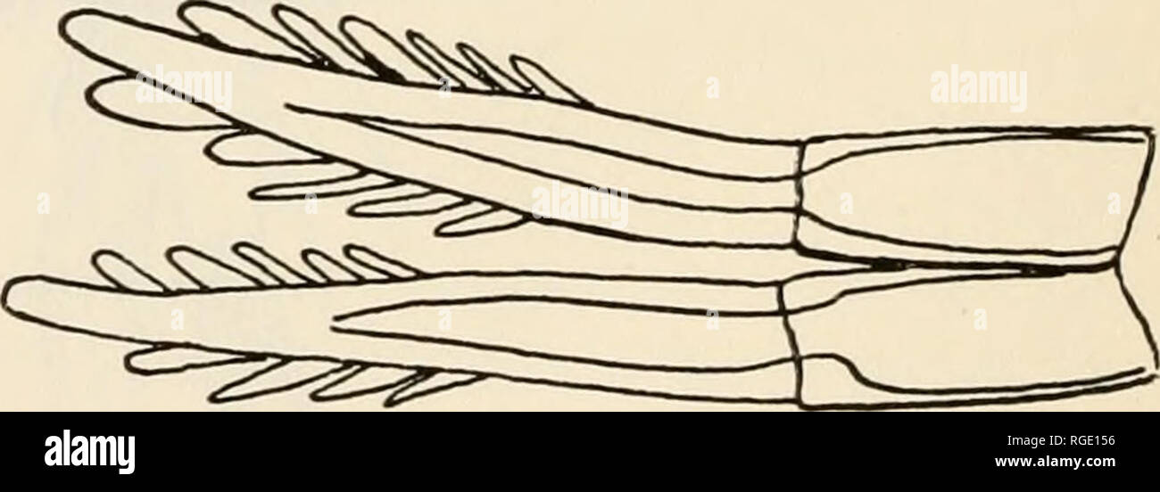. Bulletin of the Museum of Comparative Zoology at Harvard College ...