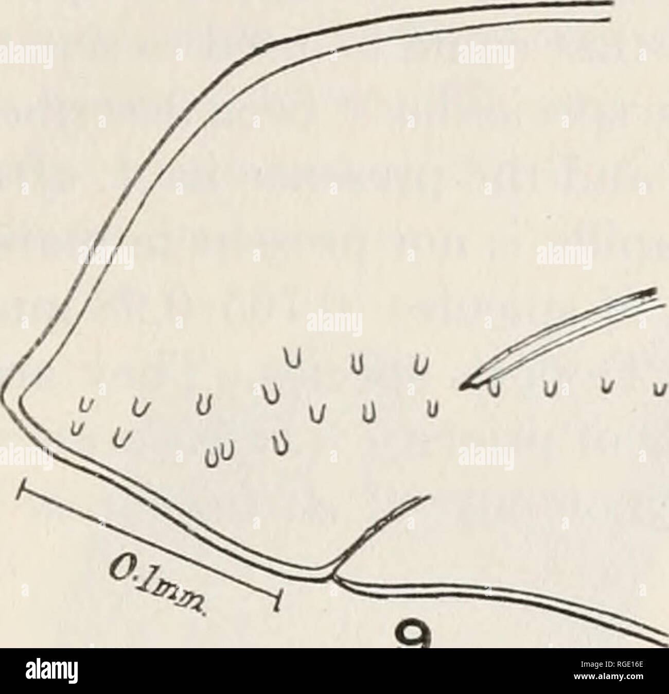 Contracaecum hi-res stock photography and images - Alamy