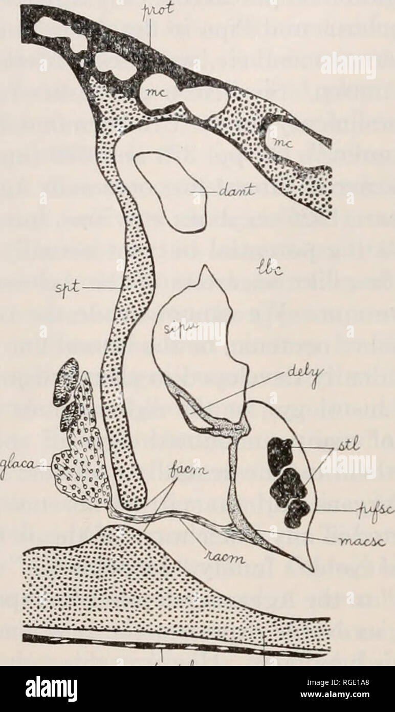 Utriculi hi-res stock photography and images - Alamy