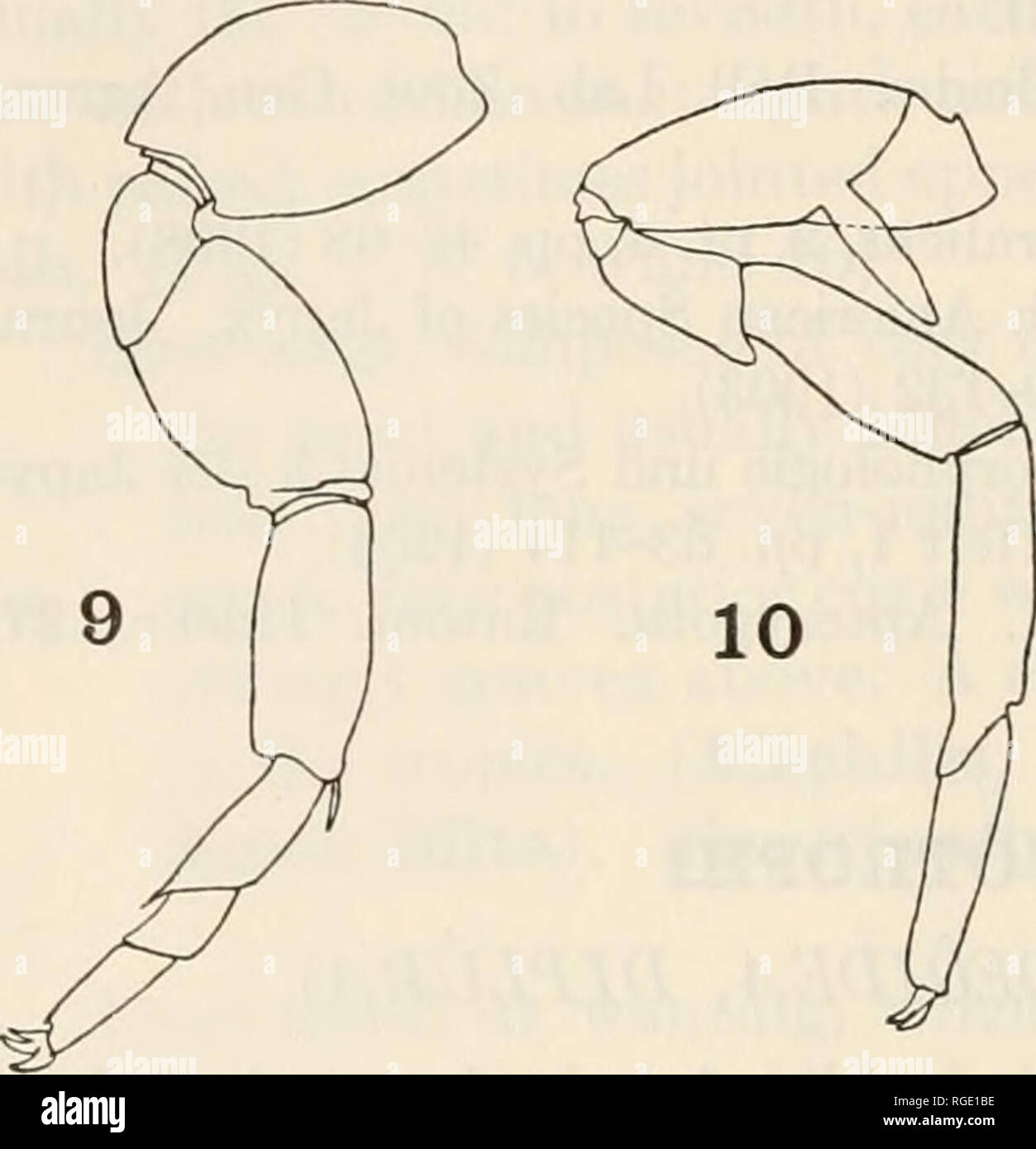 Cerci l hi-res stock photography and images - Alamy