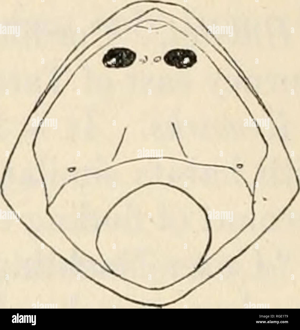 . Bulletin of the Museum of Comparative Zoology at Harvard College ...