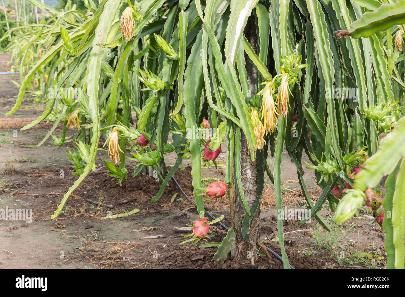 Dragon fruit,Pitaya on tree Stock Photo - Alamy
