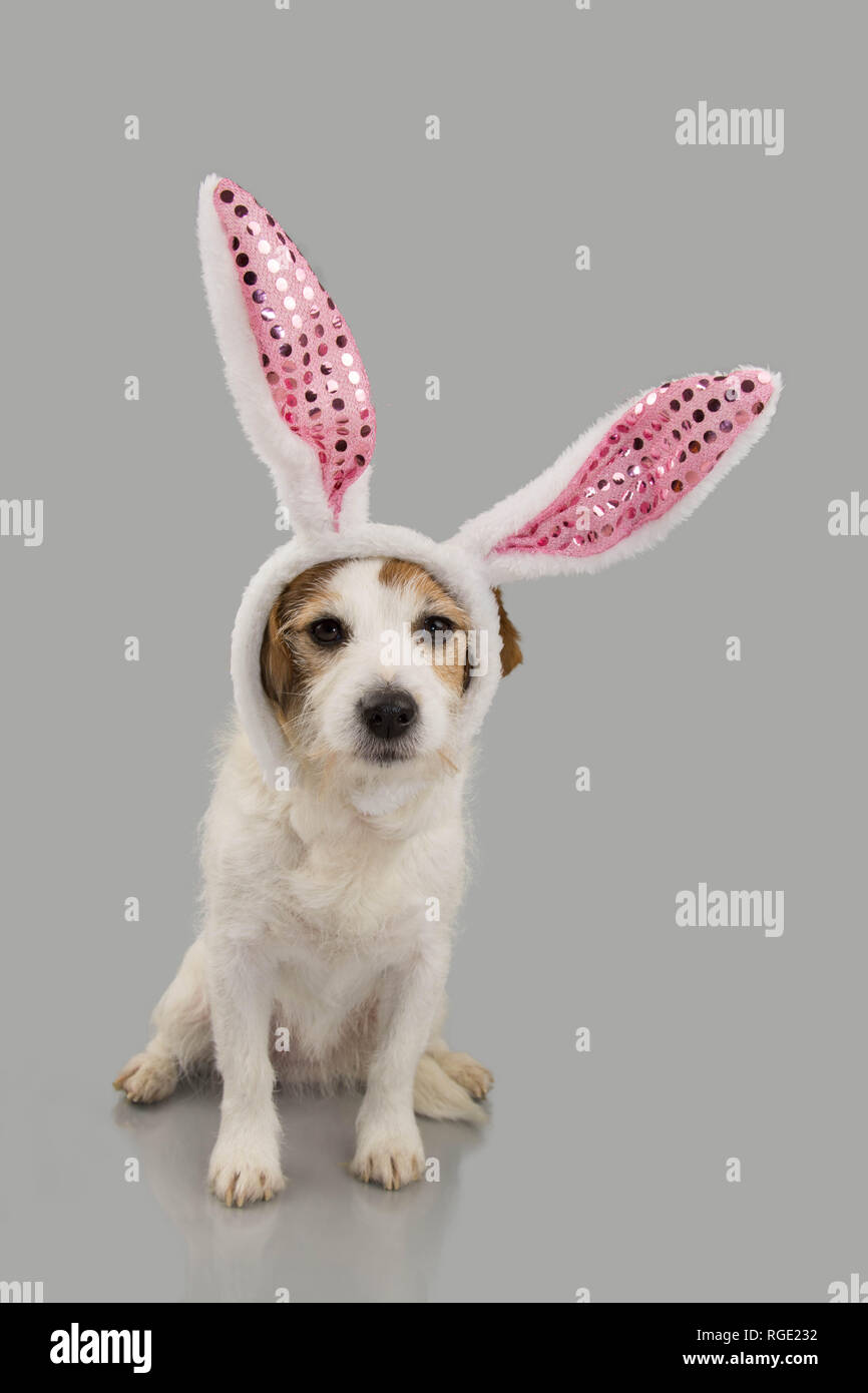 HAPPY EASTER DOG, JACK RUSSELL PUPPY DRESSED AS A BUNNY OR RABBIT ...