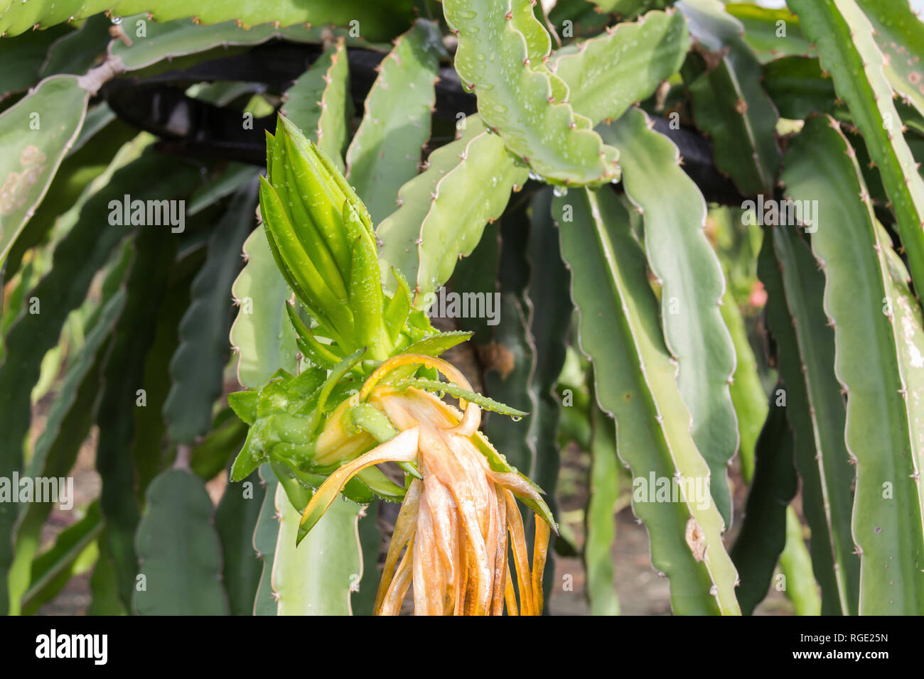 Dragon fruit,Pitaya on tree Stock Photo - Alamy