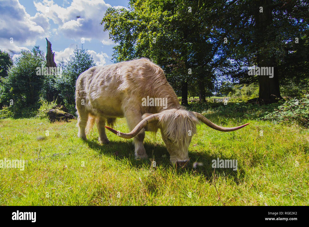 Cow horn texture hi-res stock photography and images - Alamy