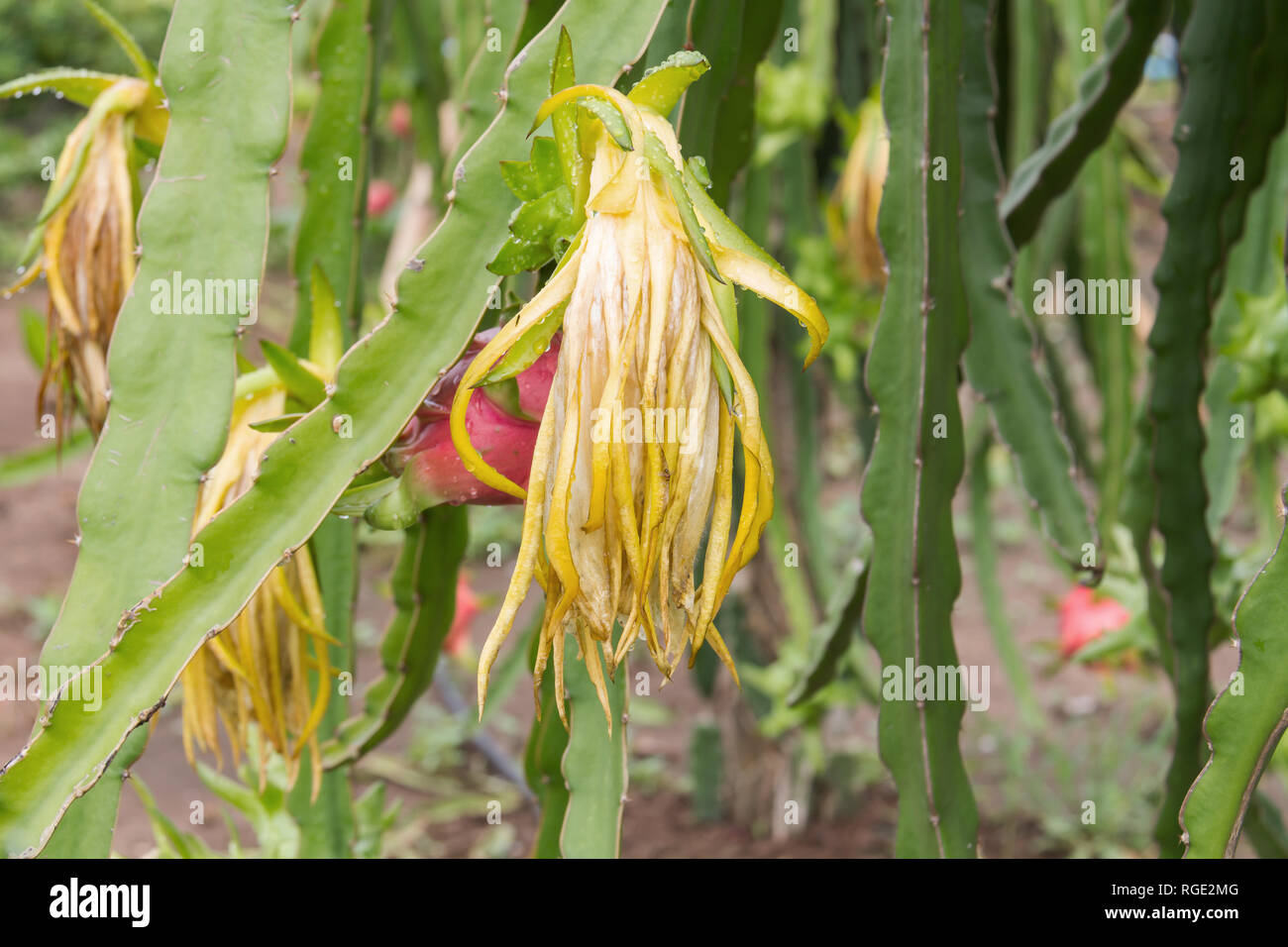 Dragon fruit,Pitaya on tree Stock Photo - Alamy
