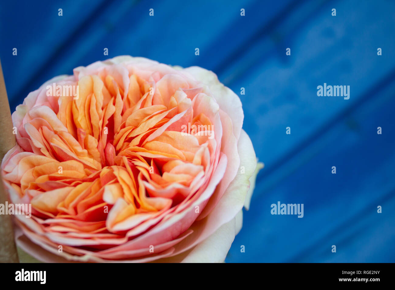 Rose flower salmon pink Stock Photo - Alamy