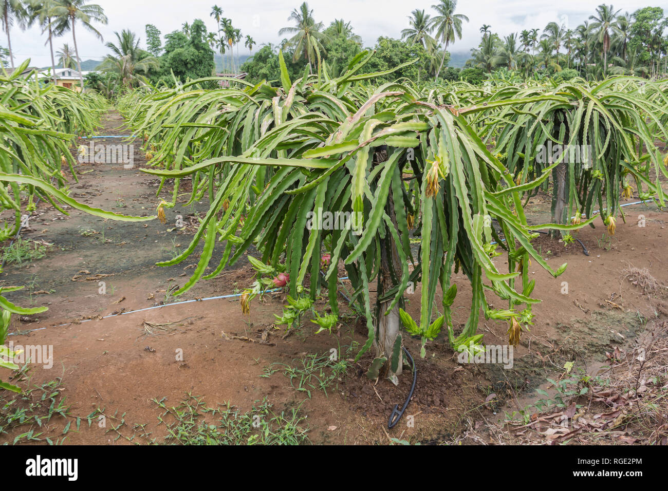 Dragon fruit,Pitaya on tree Stock Photo - Alamy