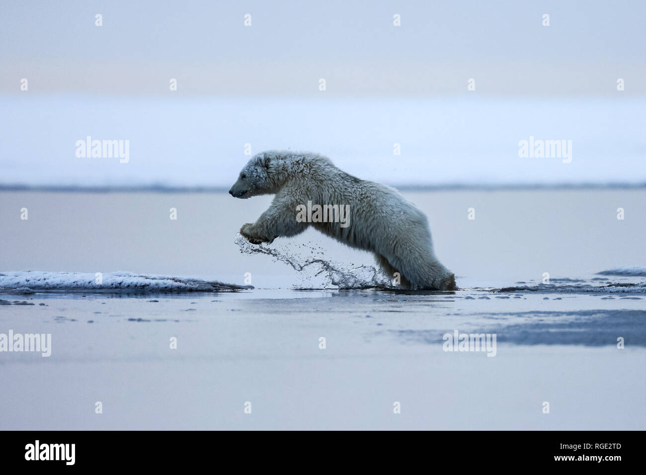 Polar bear, northern arctic predator. Polar bear in natural habitat ...