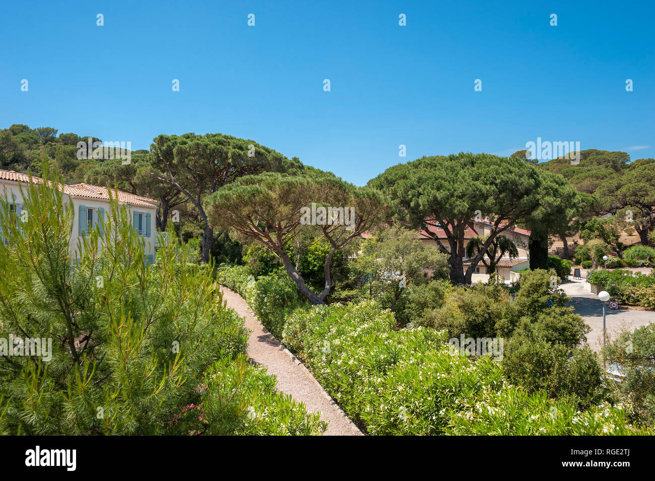 Pine trees, Saint-Aygulf, Var, Provence-Alpes-Cote d`Azur, France ...