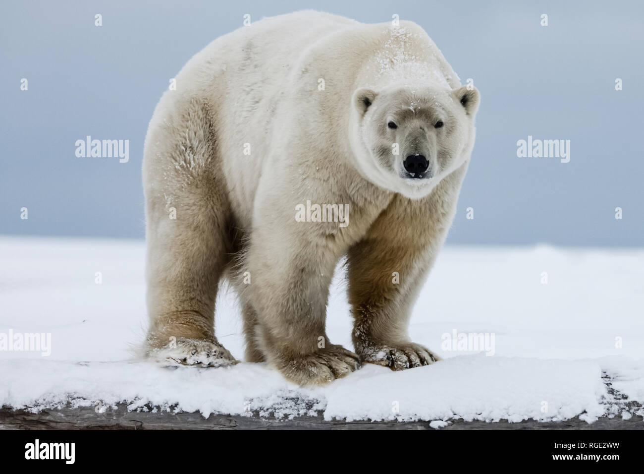 Bear in its habitat hi-res stock photography and images - Alamy