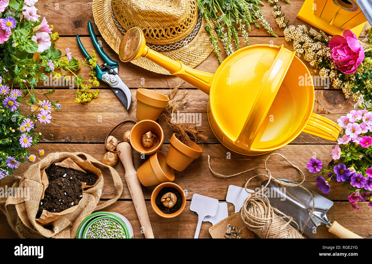 Assortment of garden tools and colorful spring plants for potting into ...