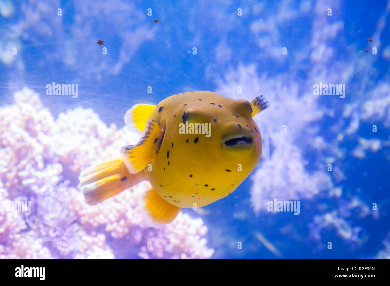 Yellow Blackspotted Puffer Or Dog-faced Puffer Fish - Arothron ...