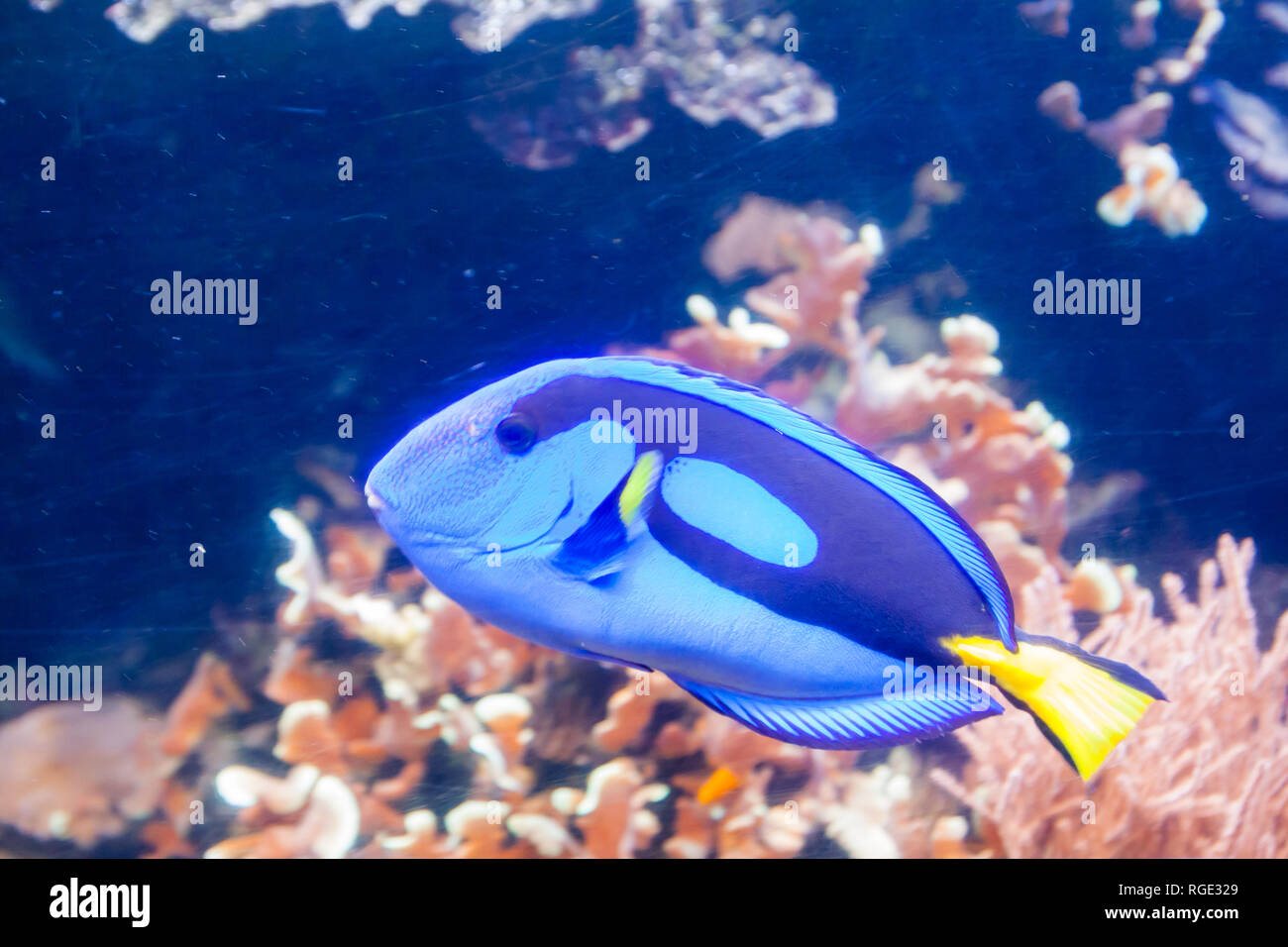Blue Tang Surgeon Fish - Paracanthurus hepatus. Wonderful and beautiful ...