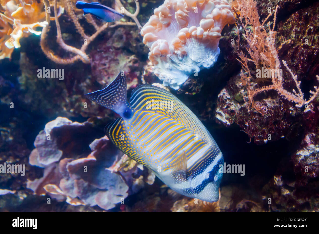 Blue Tang Surgeon Fish - Paracanthurus hepatus. Wonderful and beautiful ...