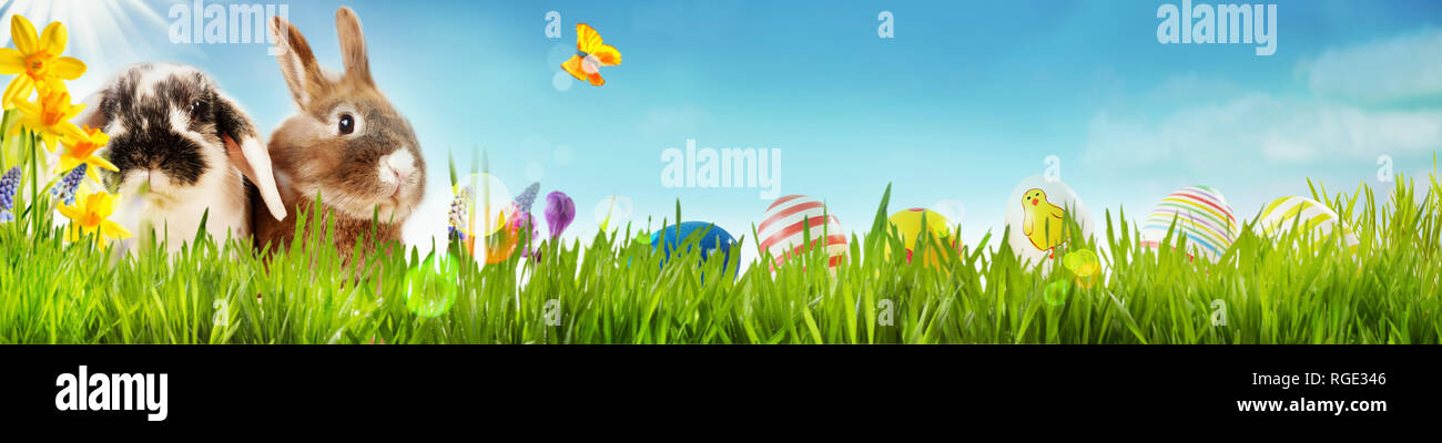 Happy Easter spring banner with two cute little bunnies, yellow ...