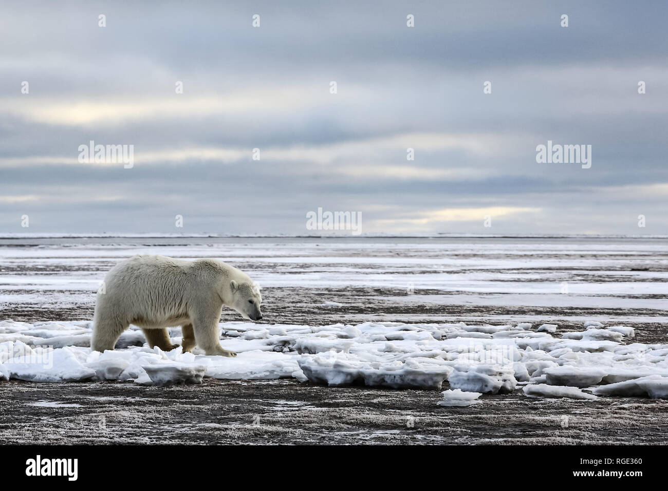 Polar bear, northern arctic predator. Polar bear in natural habitat ...