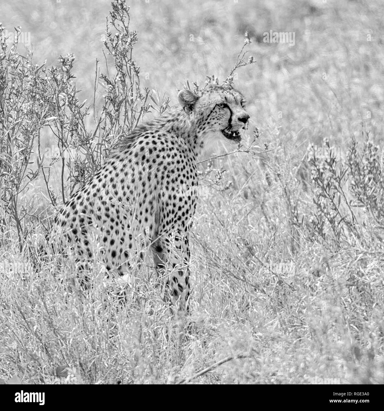 Cheetah face Black and White Stock Photos & Images - Alamy