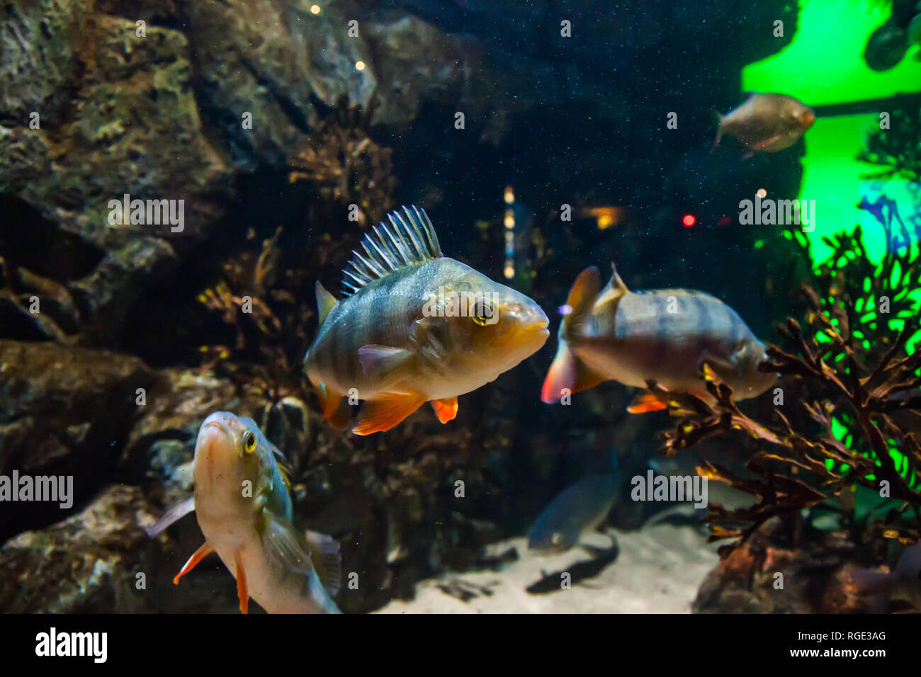 Operculum fish hi-res stock photography and images - Alamy