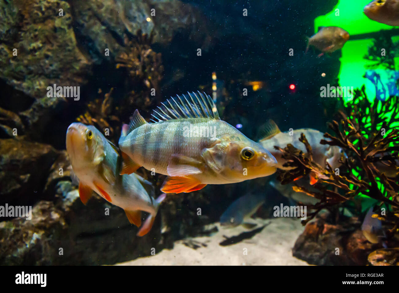 Operculum Fish Stock Photos & Operculum Fish Stock Images - Alamy