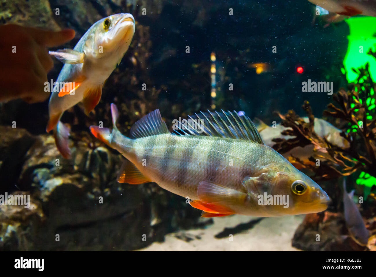 Operculum fish hi-res stock photography and images - Alamy