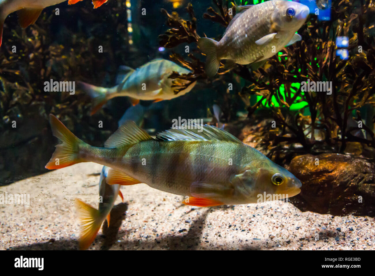 Operculum fish hi-res stock photography and images - Alamy