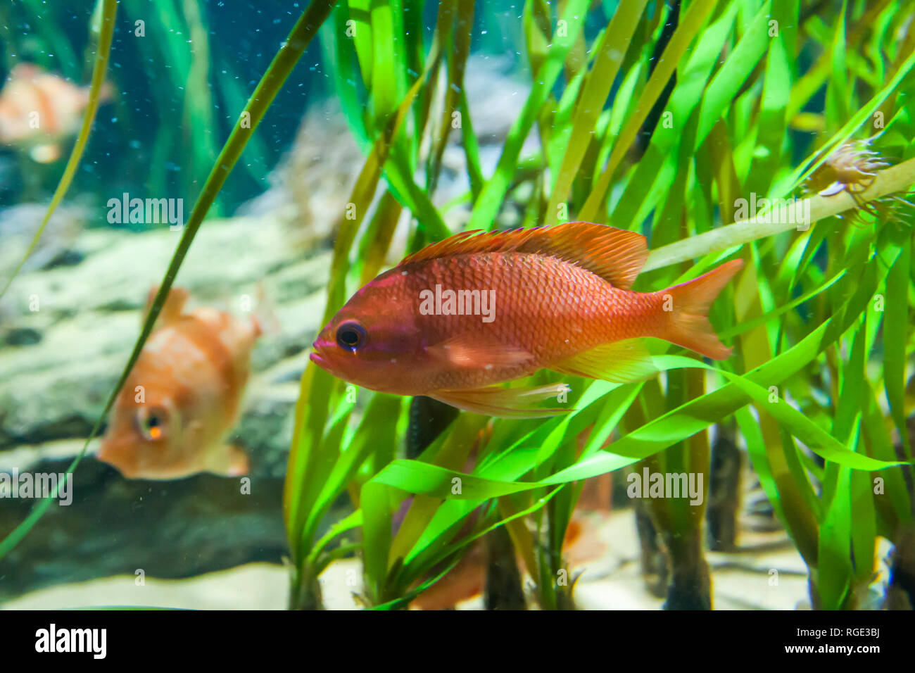 Squirrel Fish . Wonderful and beautiful underwater world with corals ...