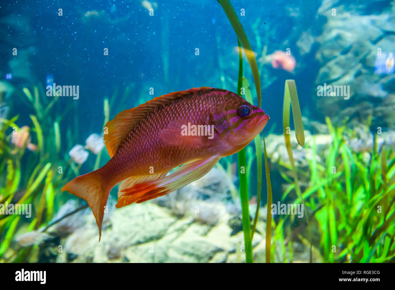 Squirrel fish hi-res stock photography and images - Alamy