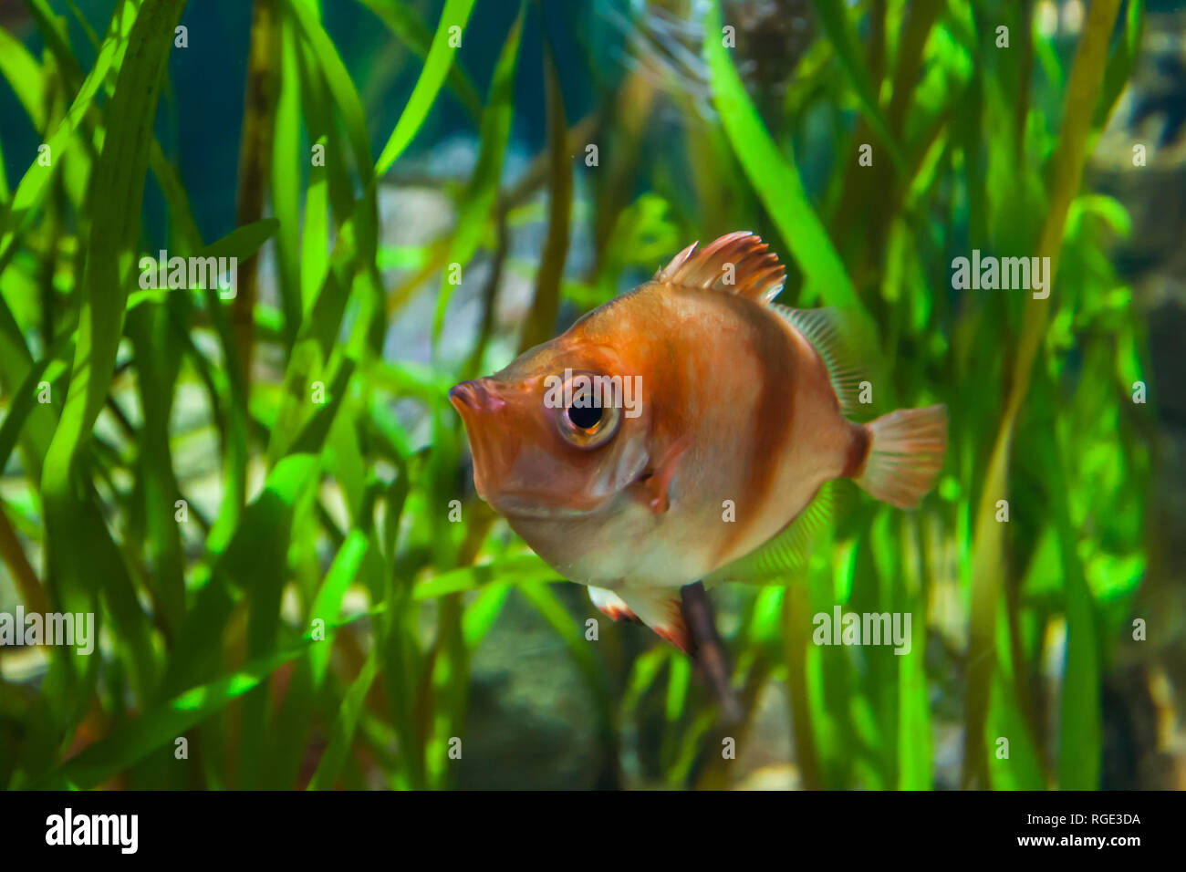 Squirrel Fish . Wonderful and beautiful underwater world with corals ...