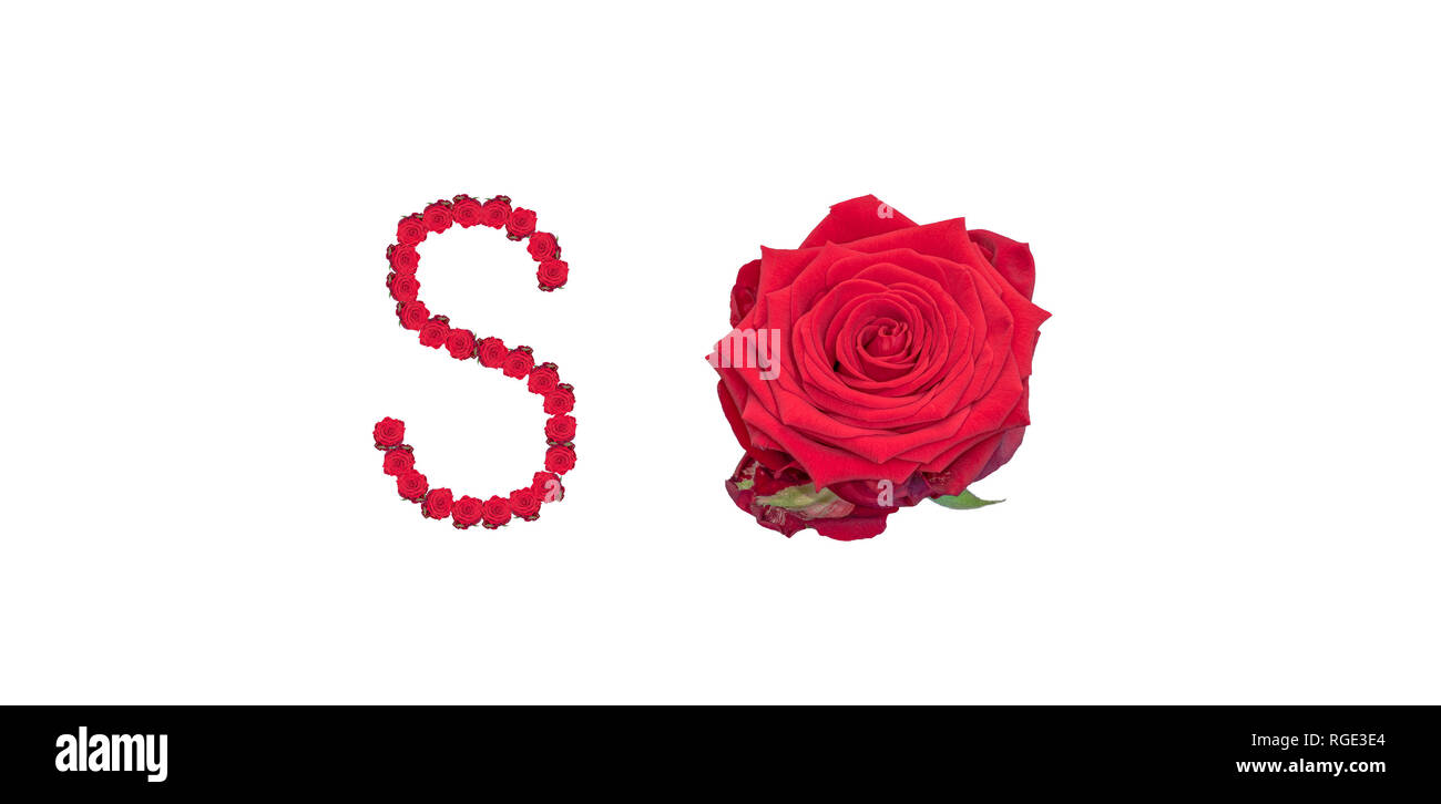 Fine art still life color image of the word so constructed from floral ...