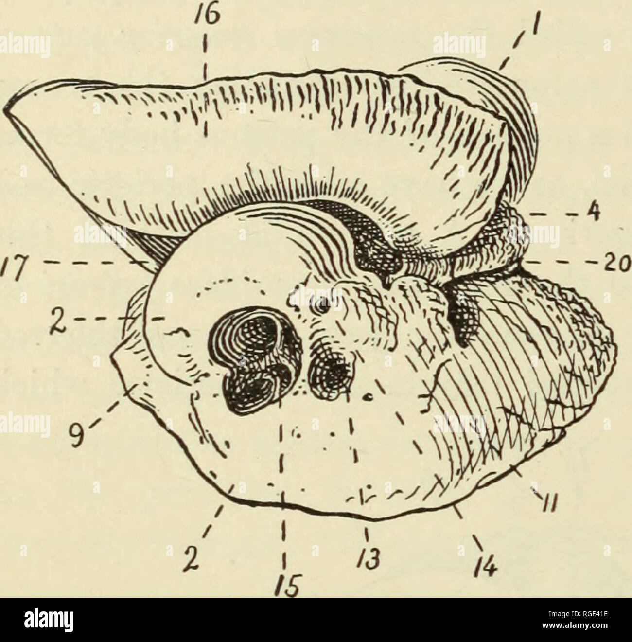 Tympano hi-res stock photography and images - Alamy