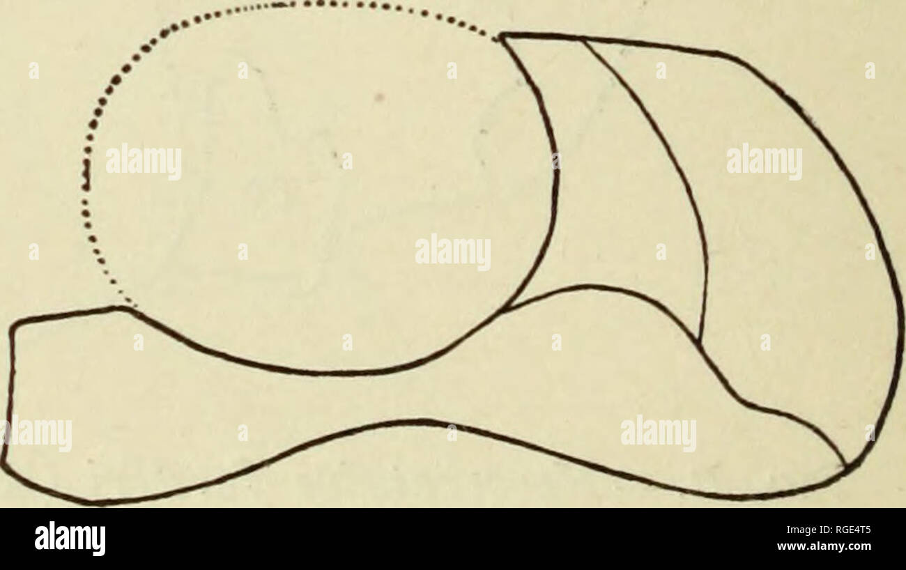 Dinichthys hi-res stock photography and images - Alamy