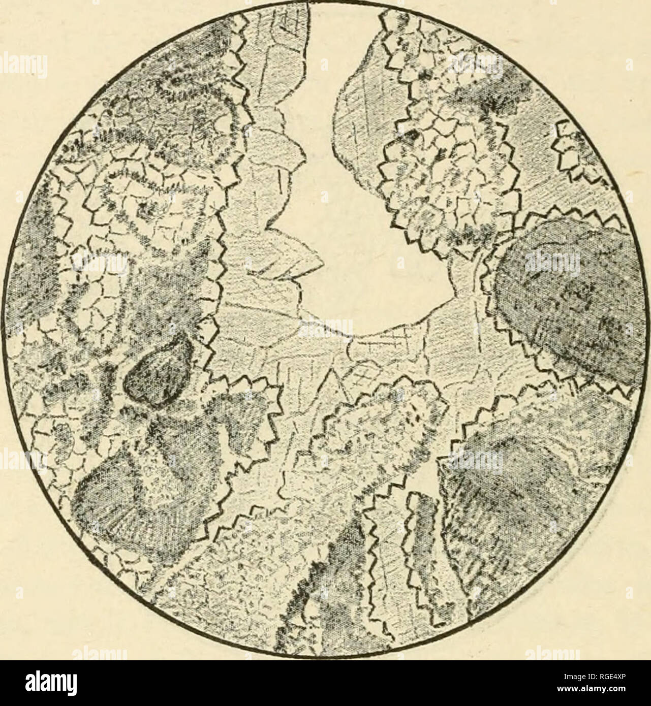 Dolomitization hi-res stock photography and images - Alamy