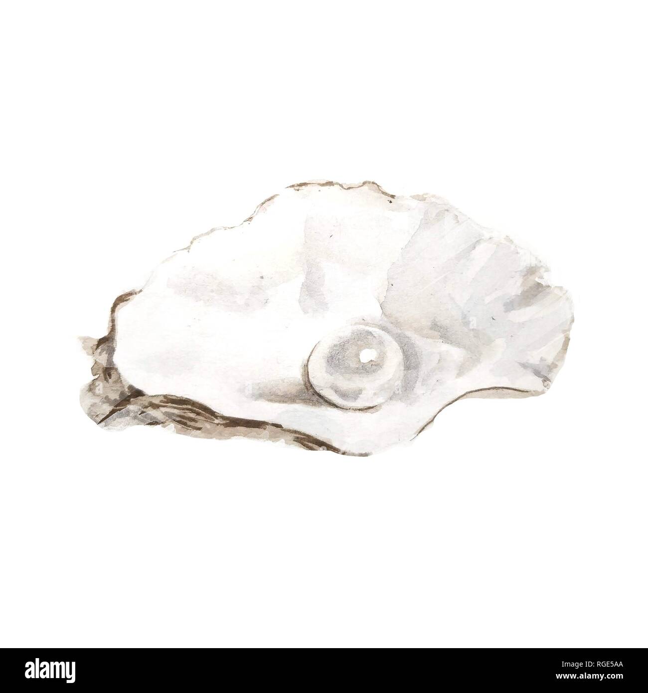 Sea shells white Illustrations. Marine design. Hand drawn watercolor ...