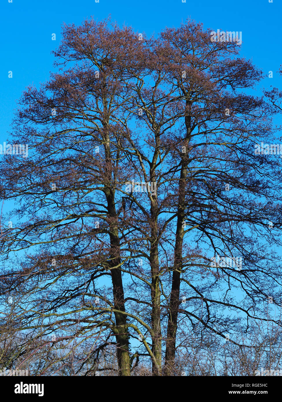 Group of three trees in portrait format with bare winter branches and a ...