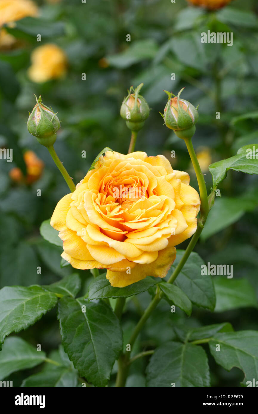 Ausbuff hi-res stock photography and images - Alamy