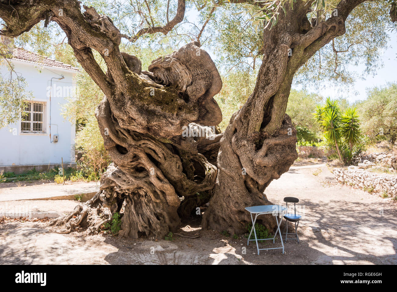 Giant and very old olive tree in Greece Stock Photo - Alamy