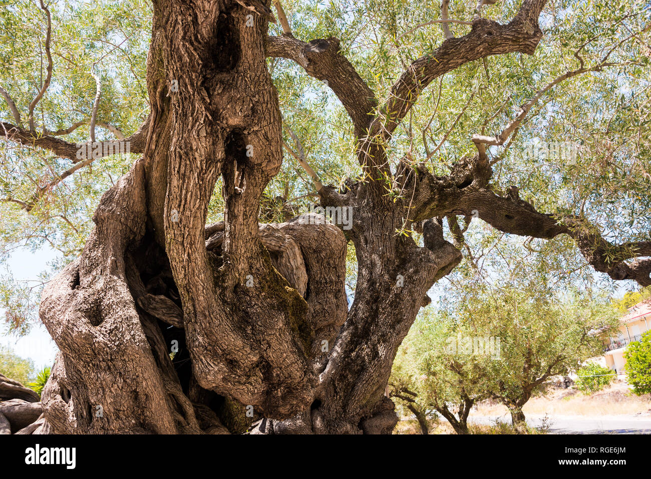 Giant and very old olive tree in Greece Stock Photo - Alamy