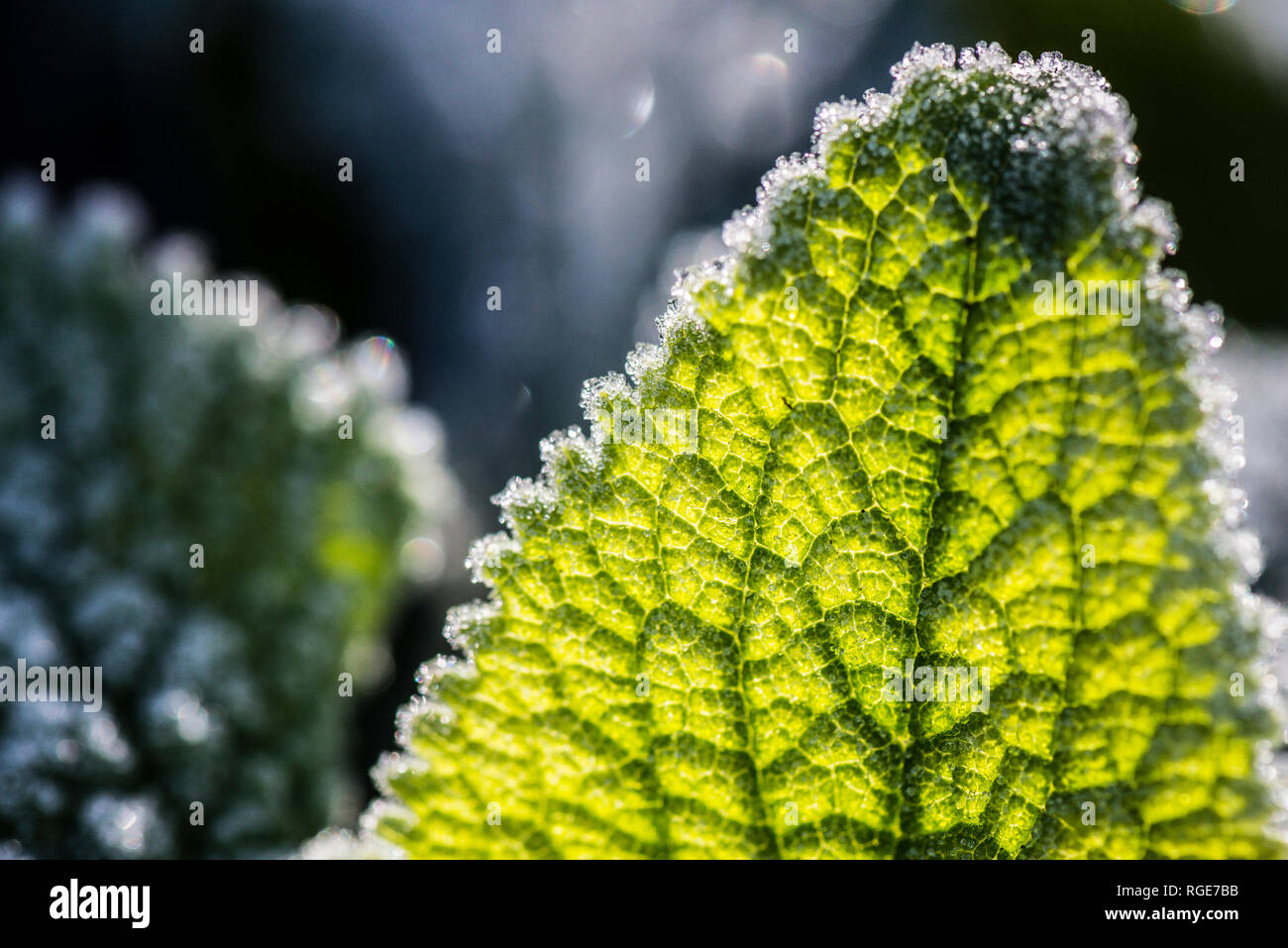 A close up of a frosted leaf with sunlight shining through it Stock ...